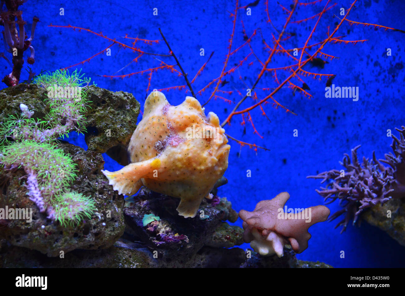 Coral reef fish hi-res stock photography and images - Alamy