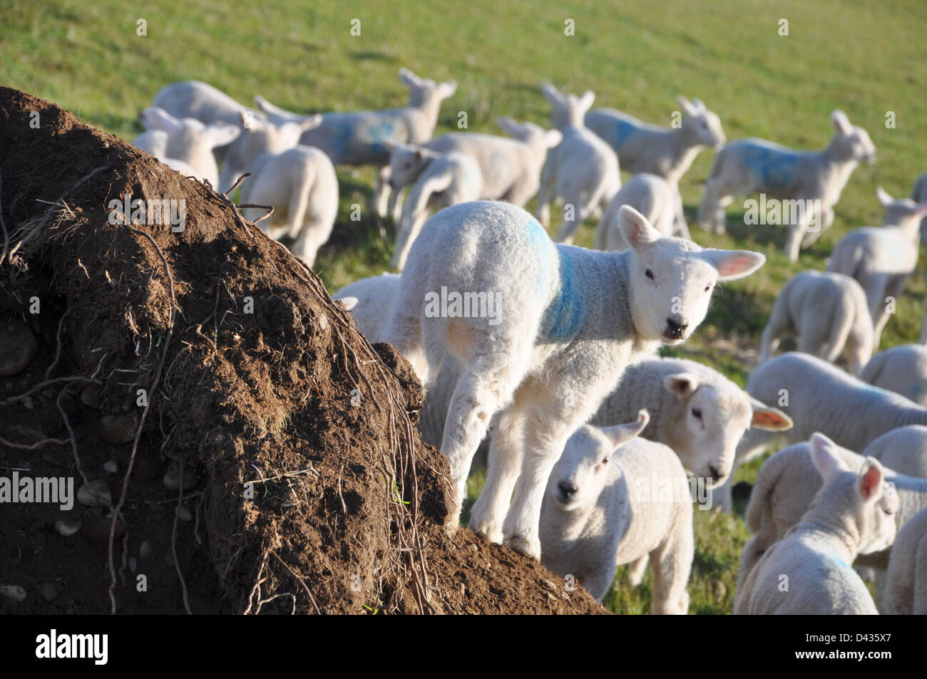 Flock of Lambs Stock Photo - Alamy