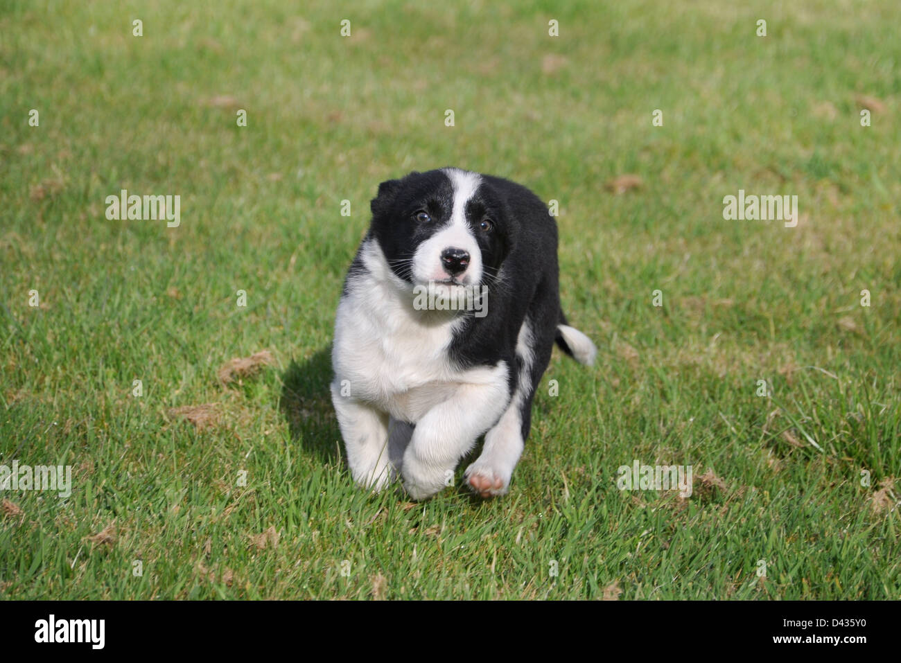 Border collie pup hi-res stock photography and images - Alamy