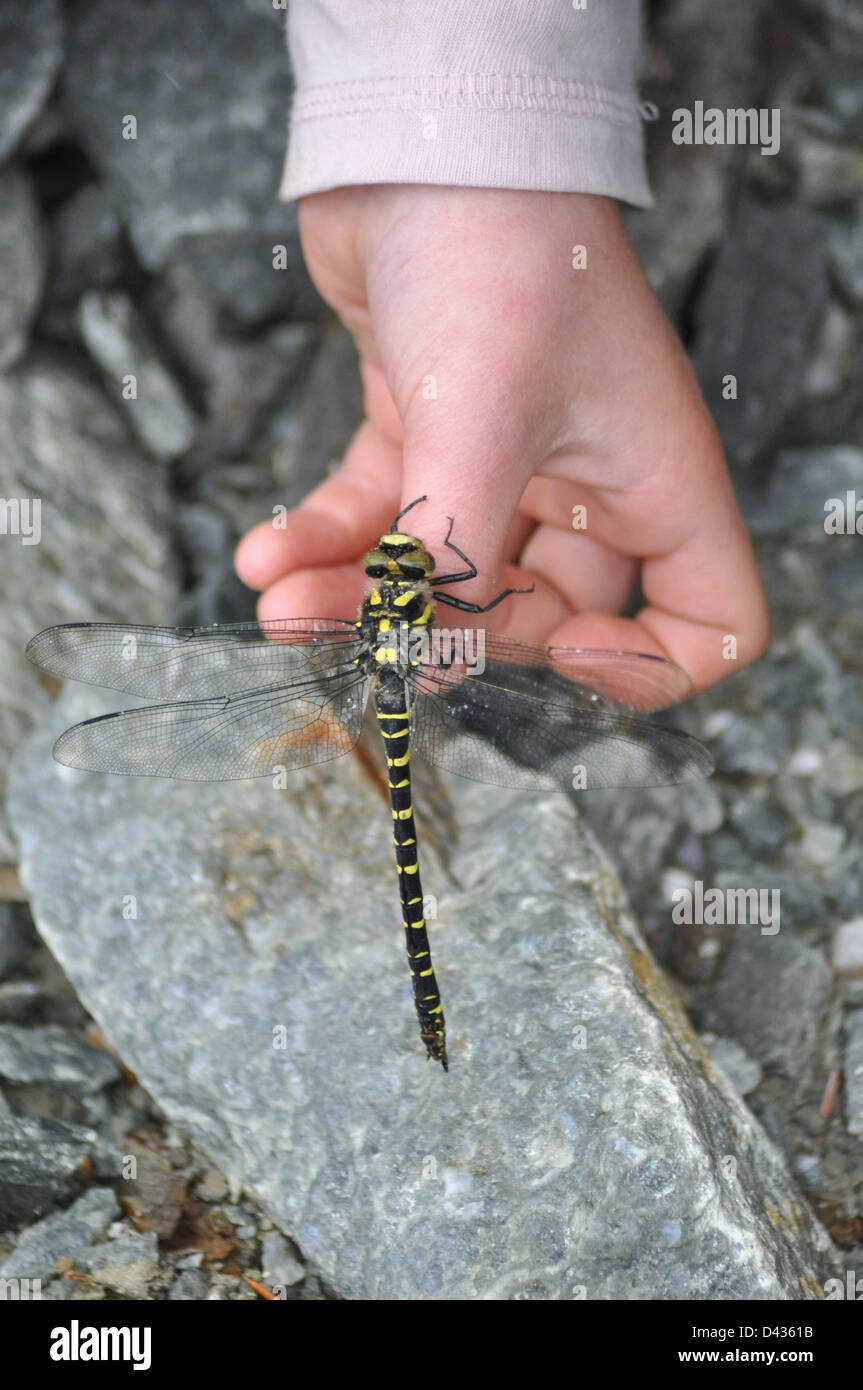 Dragonfly crawling on child's hand Stock Photo - Alamy