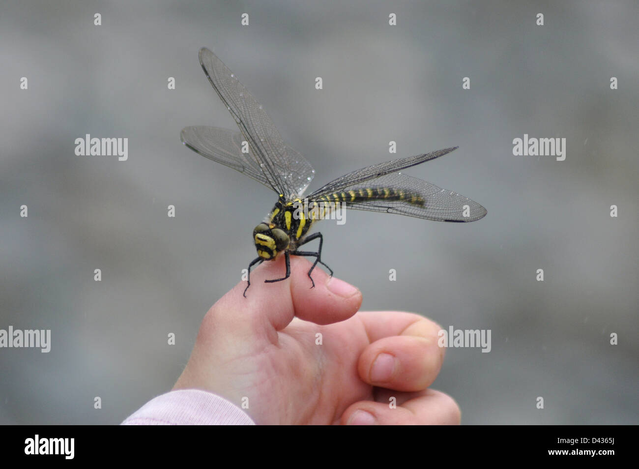 Dragonfly on child's hand Stock Photo - Alamy