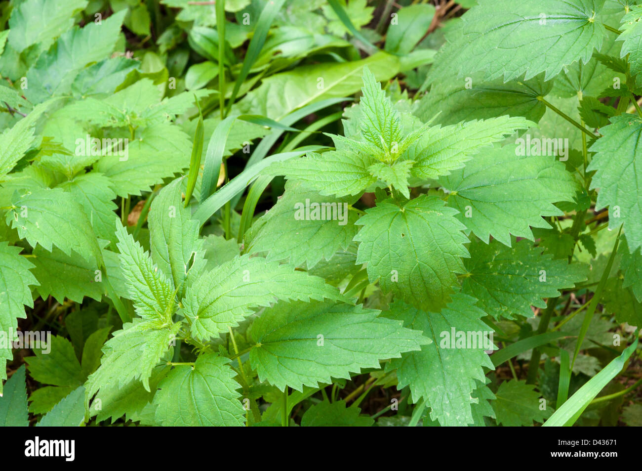 stinging nettle close up, background Stock Photo - Alamy
