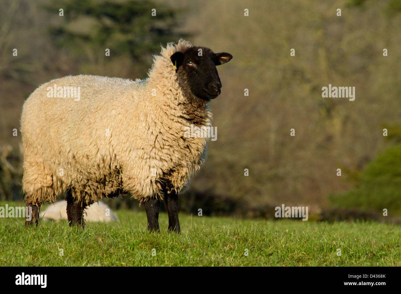 Pregnant ewe hi-res stock photography and images - Alamy