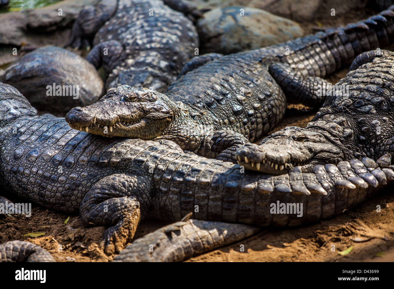 crocodile, alligator on an ox Stock Photo - Alamy