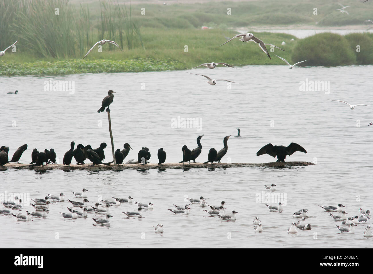 Perú. Lima. Bird Sanctuary Pantanos de Villa.Cormorant (Phalacrocorax ...
