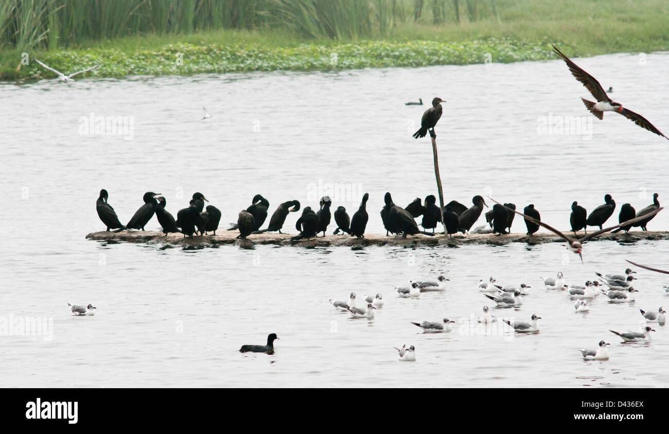 Perú. Lima. Bird Sanctuary Pantanos de Villa.Cormorant (Phalacrocorax ...