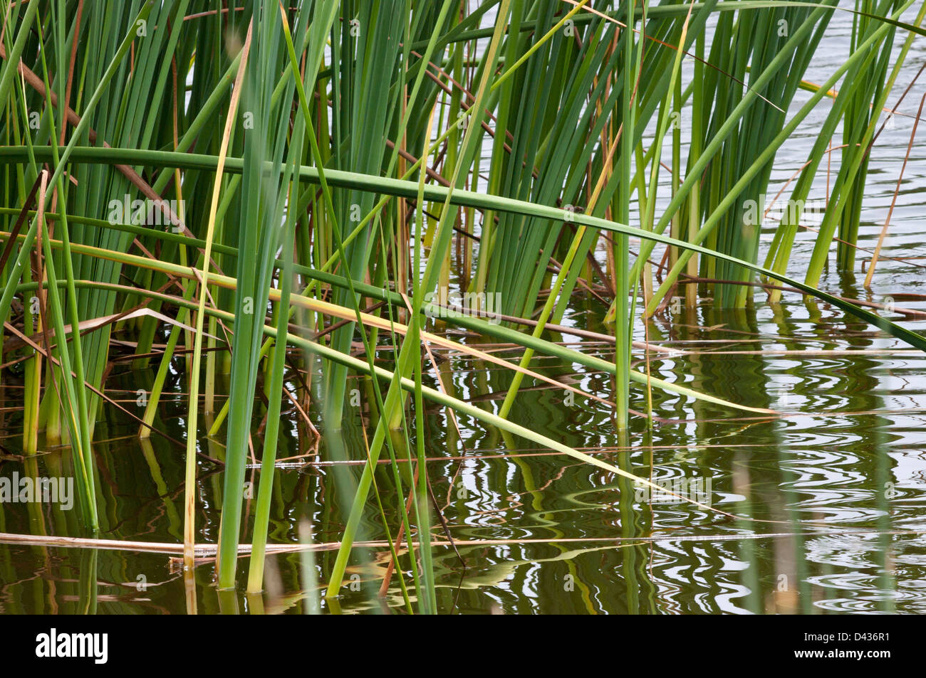 Perú. Lima. Bird Sanctuary Pantanos de Villa.Totora (Schoenoplectus ...