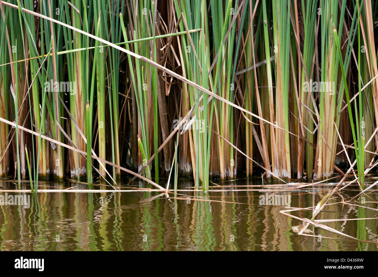 Perú. Lima. Bird Sanctuary Pantanos de Villa.Totora (Schoenoplectus ...