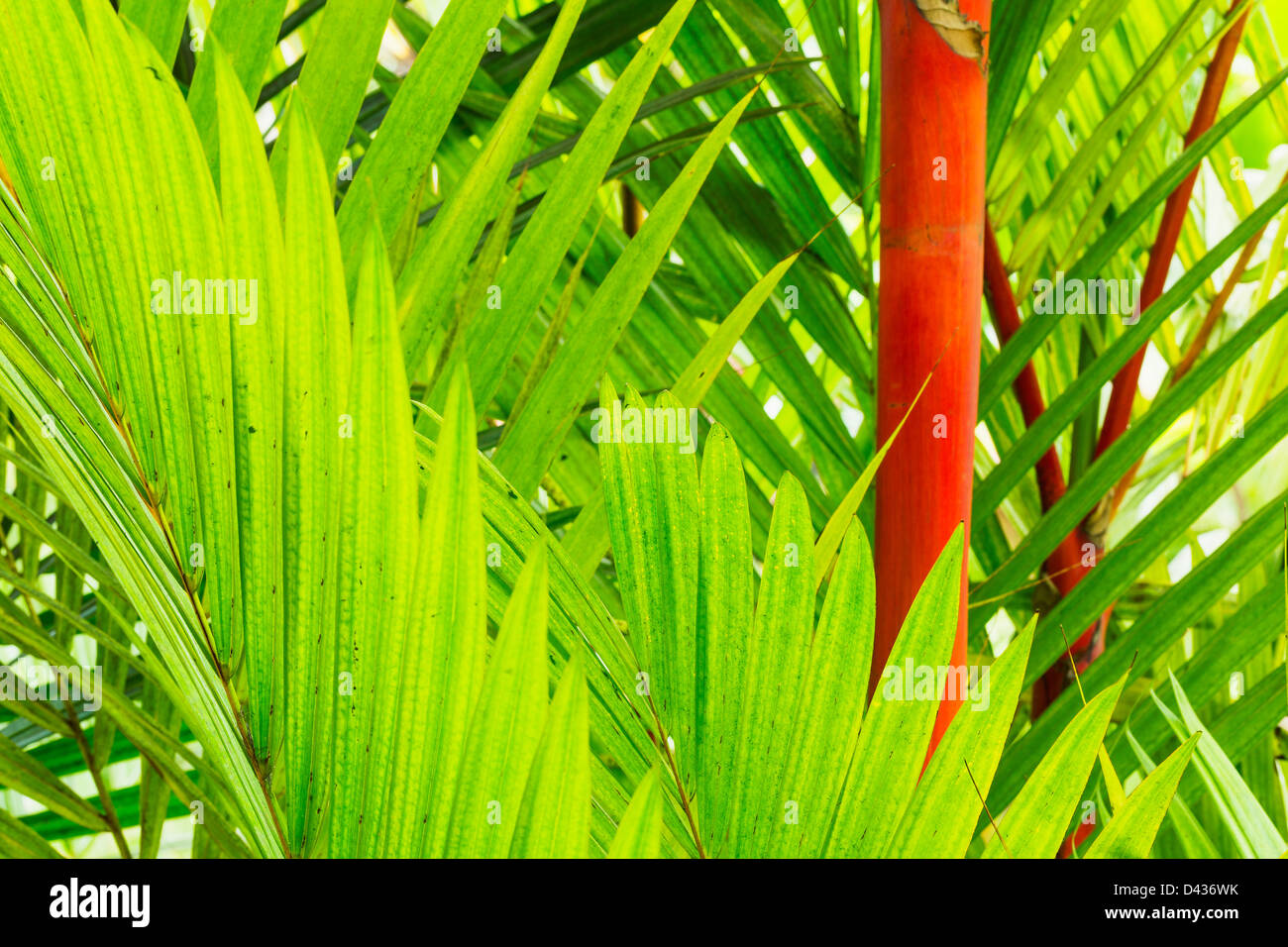 Vibrant Tropical Plants In Hawaii, Abstract Background Stock Photo - Alamy