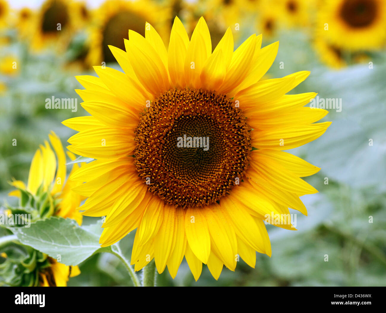 Sunflower plant hi-res stock photography and images - Alamy