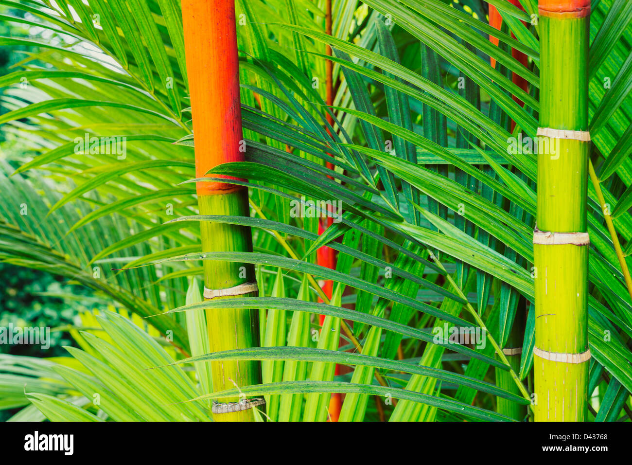 Vibrant Tropical Plants In Hawaii, Abstract Background Stock Photo - Alamy