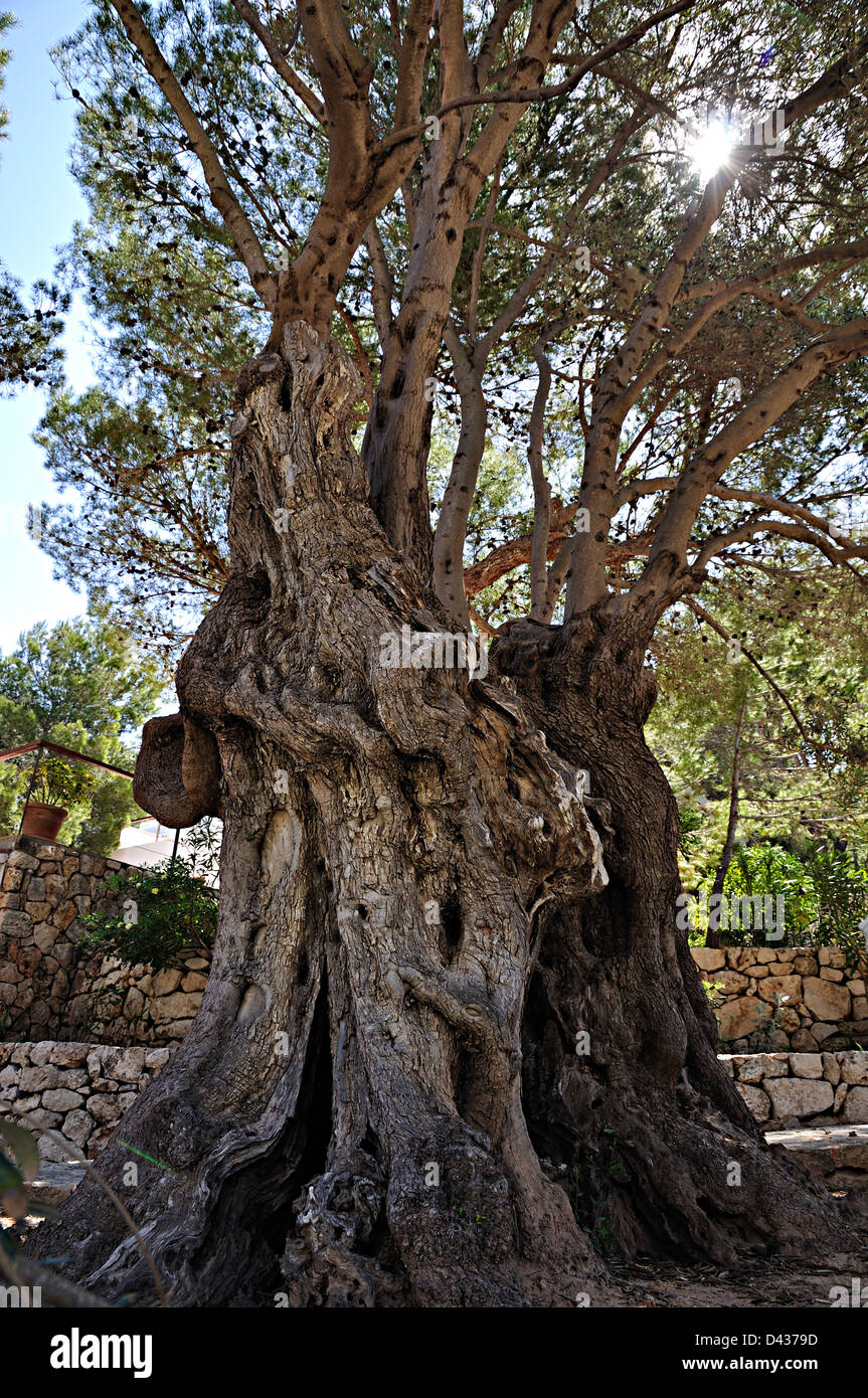 Ibiza tree hi-res stock photography and images - Alamy