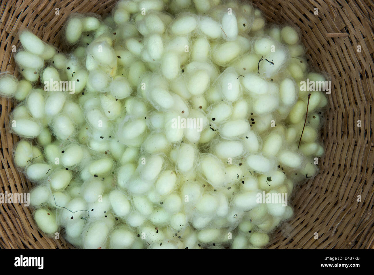 Silkworm cocoons in a basket. India Stock Photo - Alamy