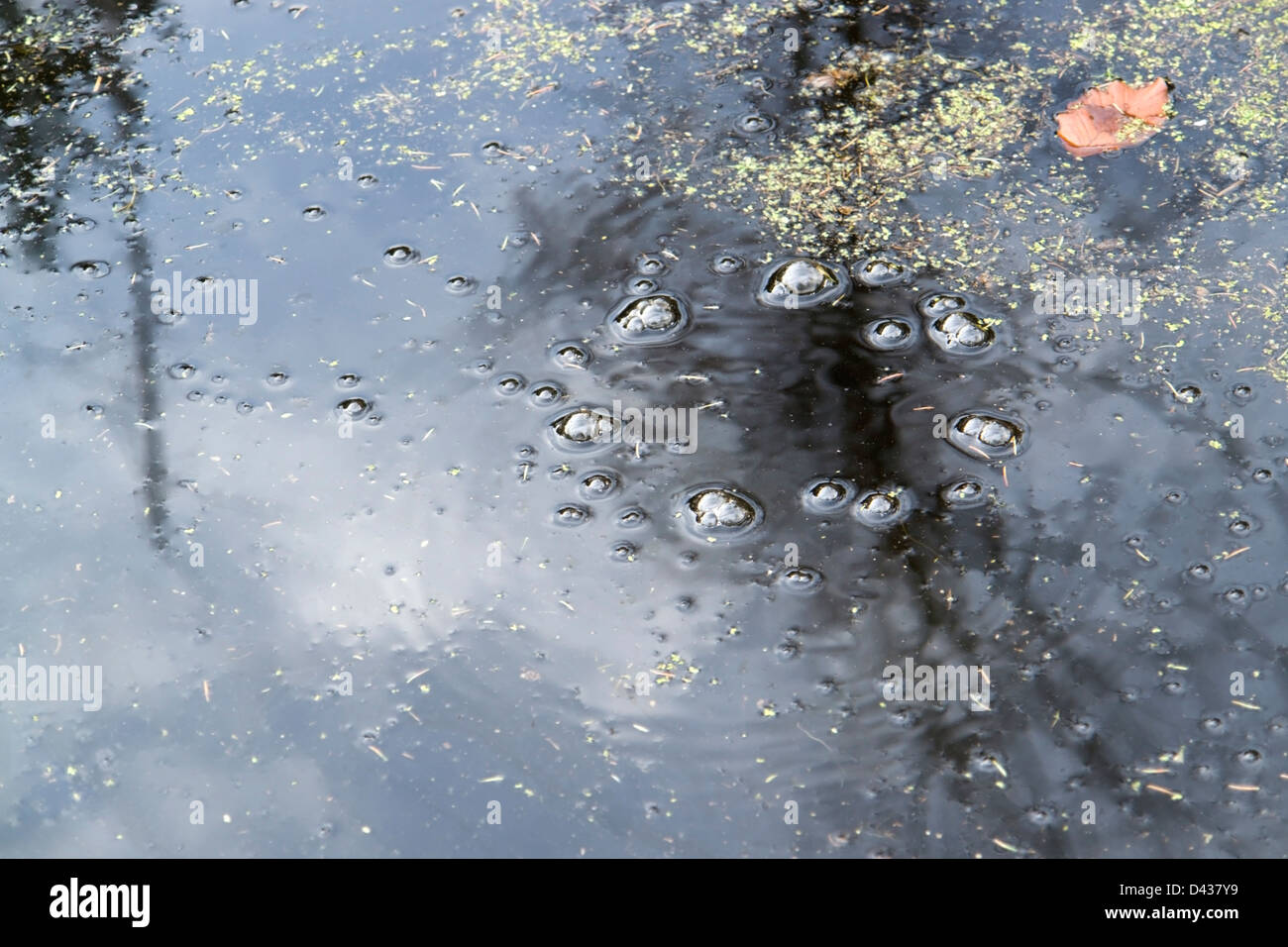 Swamp mud detail hi-res stock photography and images - Alamy