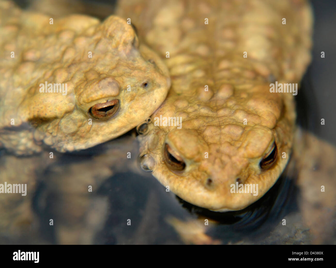 Two common toads hi-res stock photography and images - Alamy
