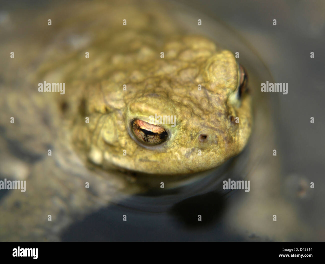 Europan toad hi-res stock photography and images - Alamy