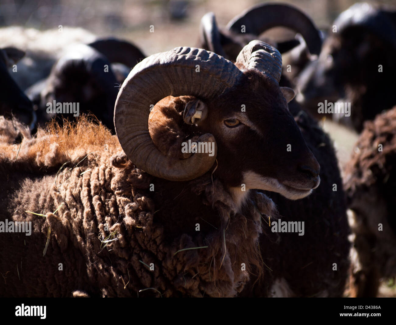 Brown fure hi-res stock photography and images - Alamy