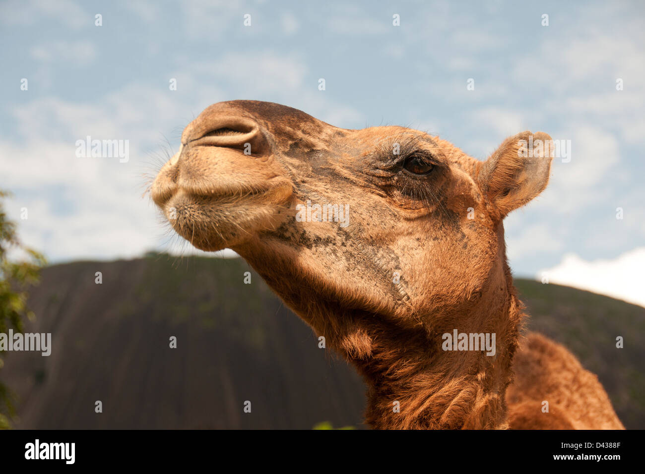 Camel in the sun in Africa Stock Photo - Alamy