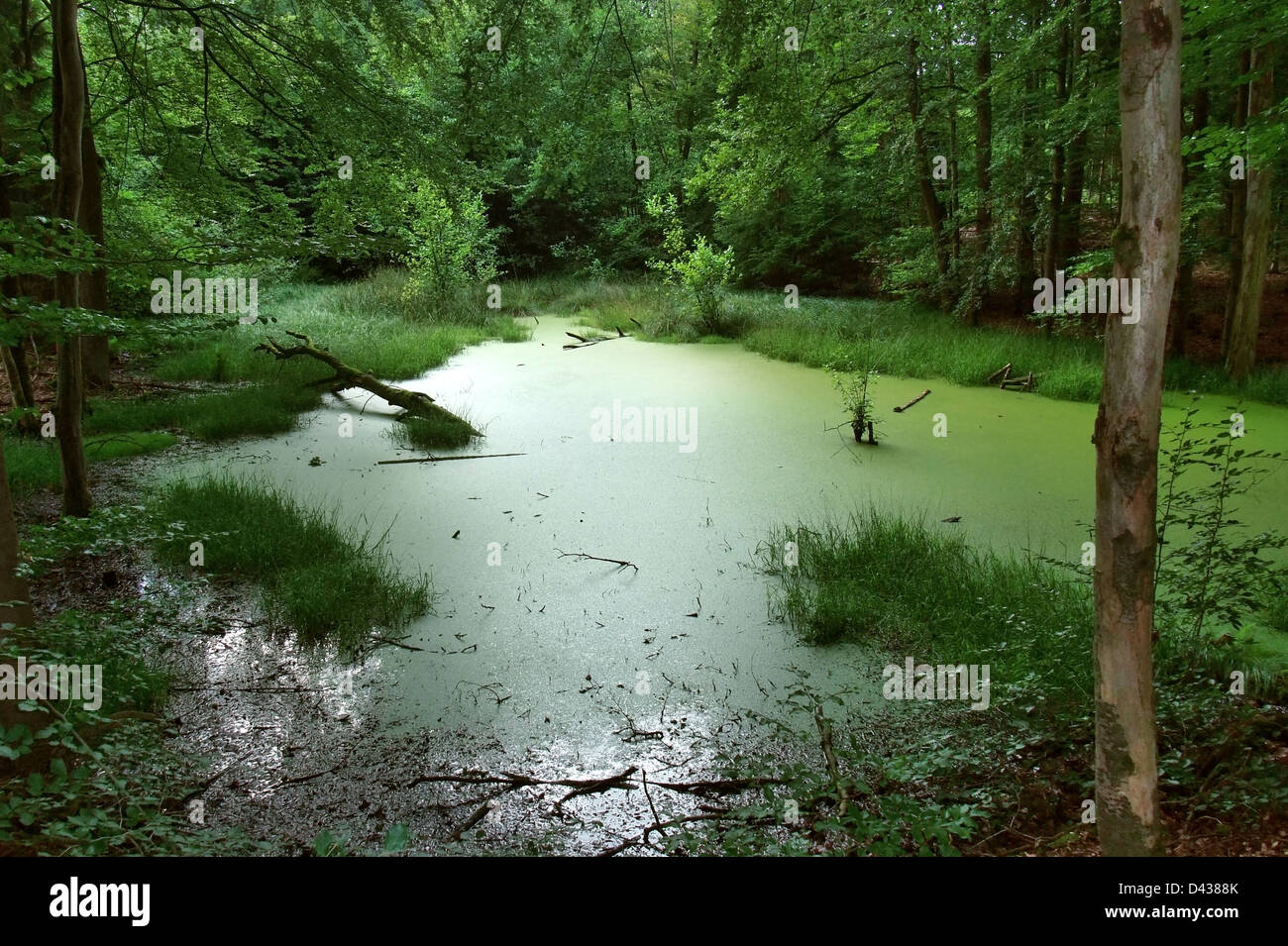 a small vibrant green tarn overgrown with duckweed at the edge of a ...
