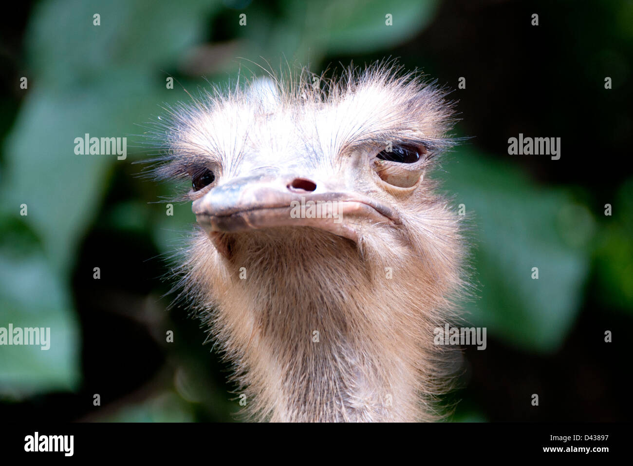 Ostrich looking with contempt Stock Photo - Alamy Ostrich looking with contempt Stock Photo - Alamy