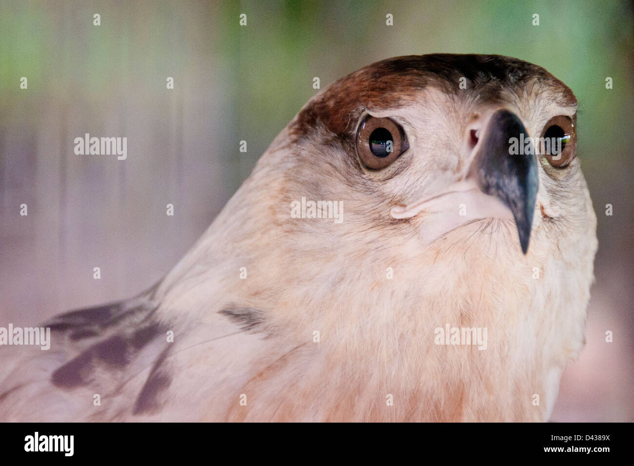 Raptor head hi-res stock photography and images - Alamy