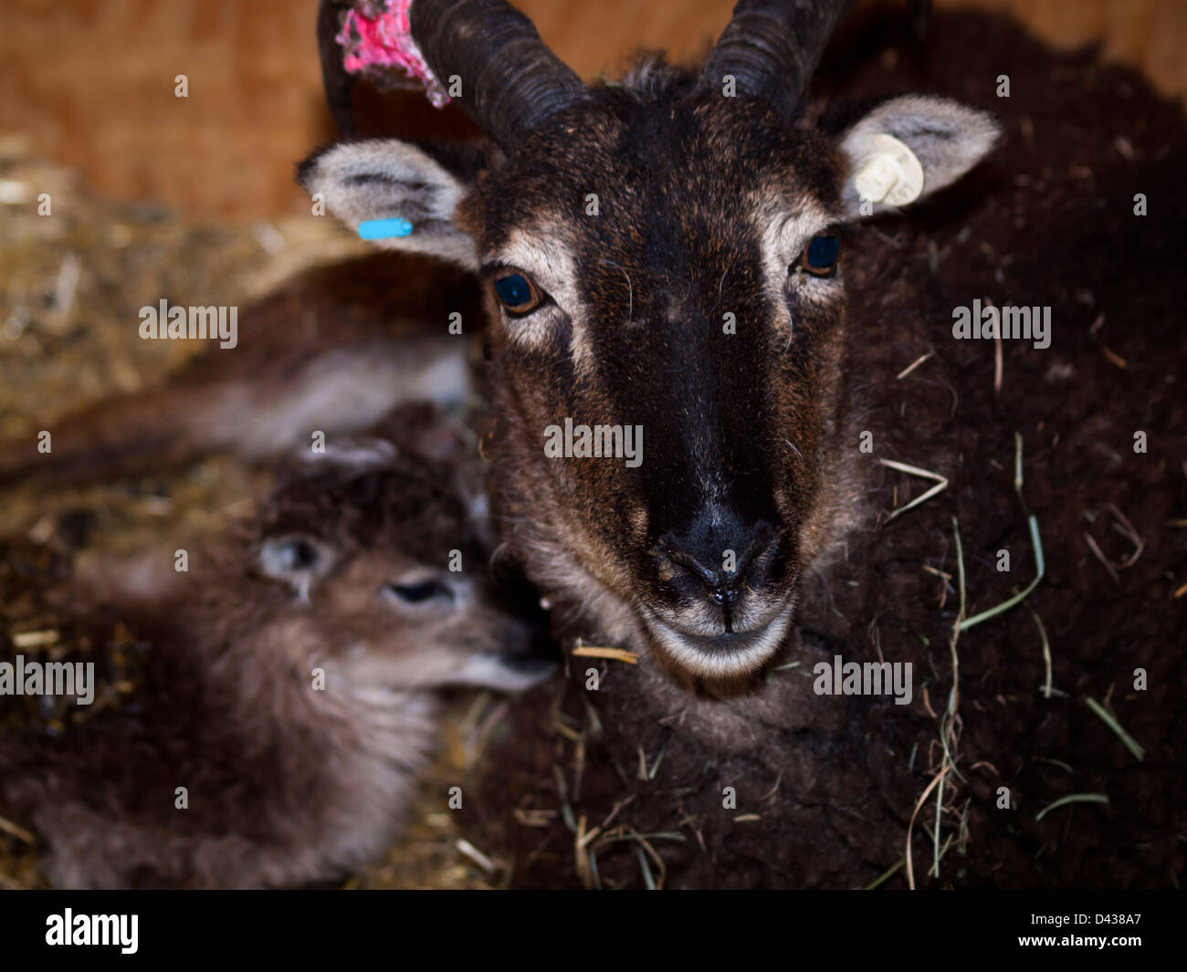 The Soay sheep is a primitive breed of domestic sheep descended from a ...