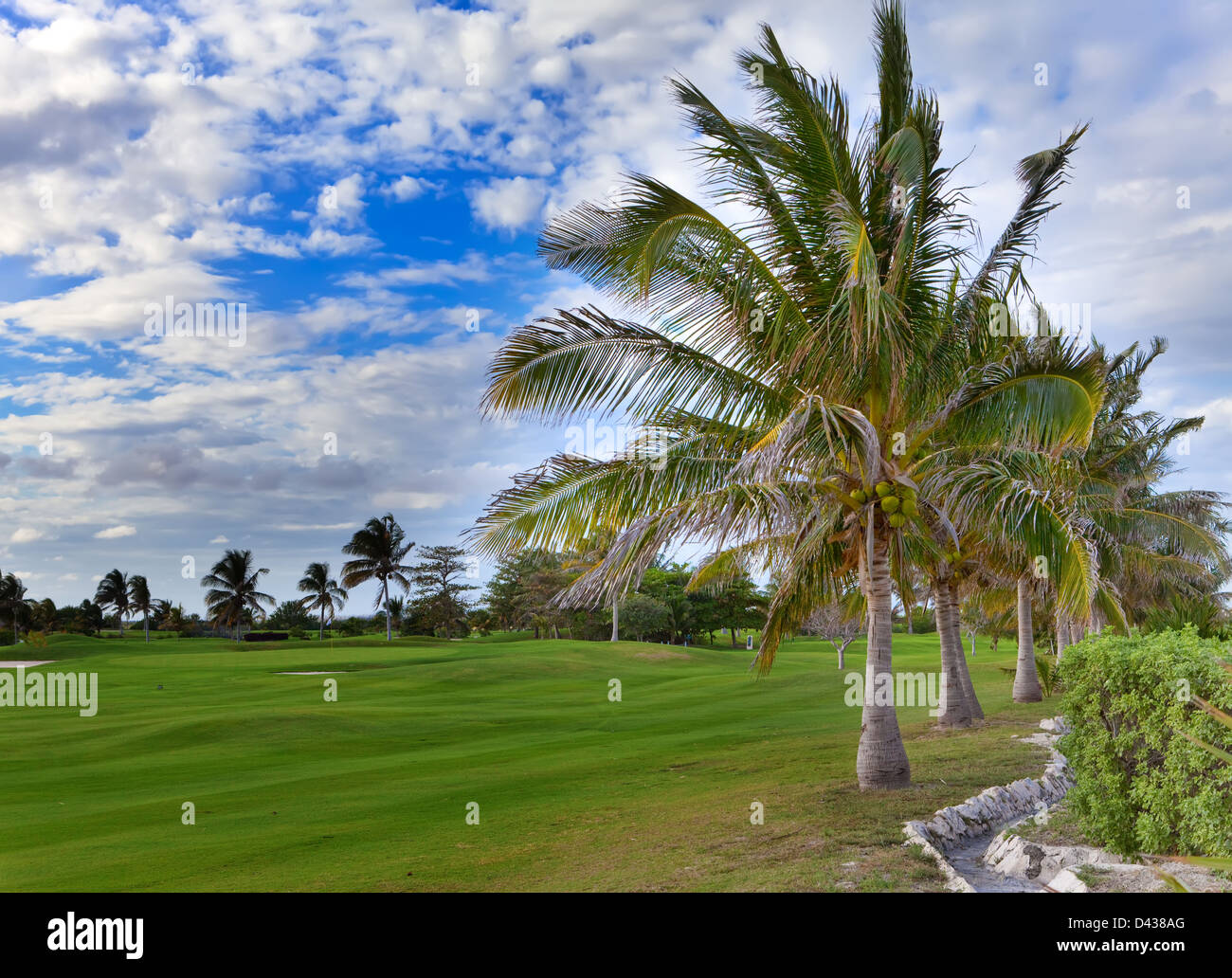 Palm trees on golf field Stock Photo - Alamy