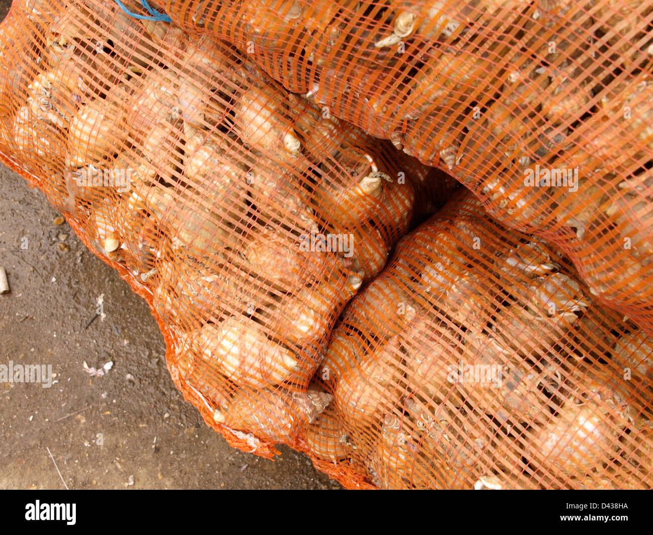 Bagged shell fish hi-res stock photography and images - Alamy