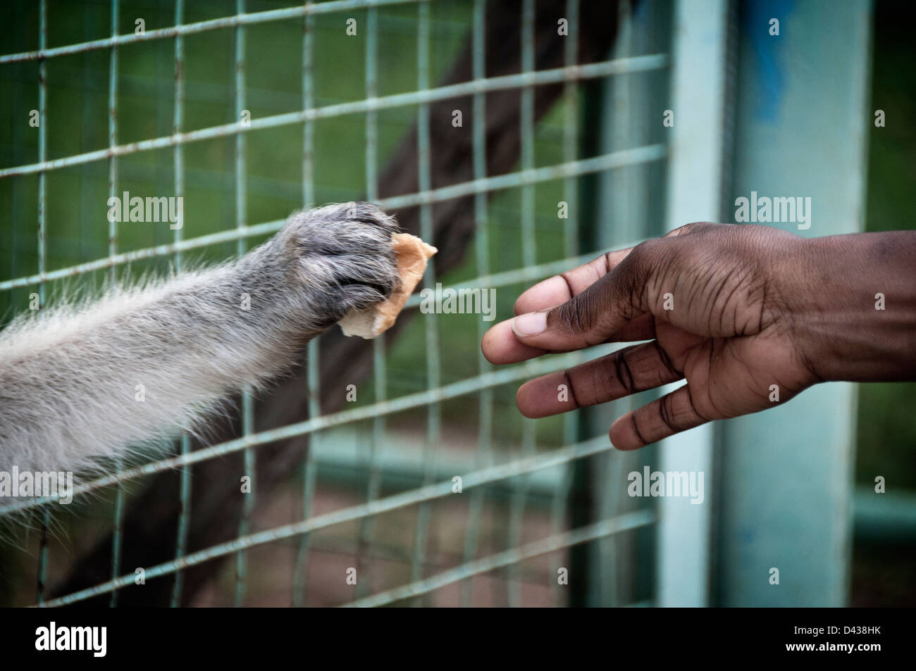 Locked up monkey hi-res stock photography and images - Alamy