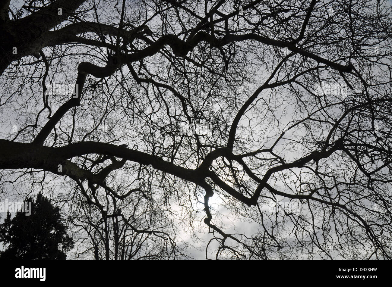 Tree branches to the sky hi-res stock photography and images - Alamy