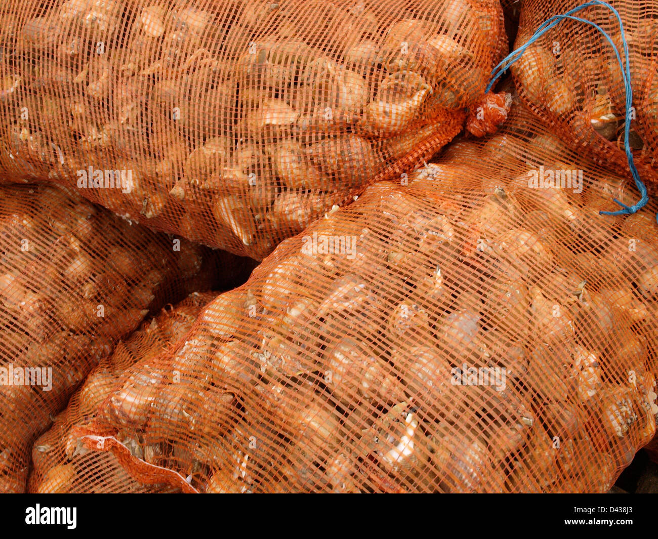 Bags of shell fish on harbourside Stock Photo - Alamy
