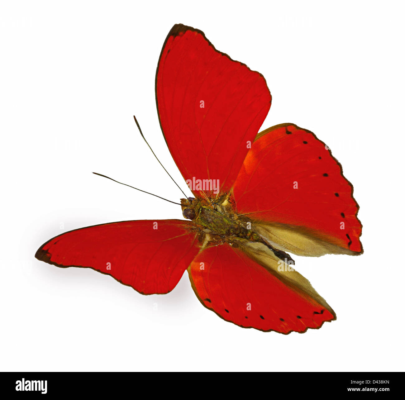 Butterfly in flight hi-res stock photography and images - Alamy