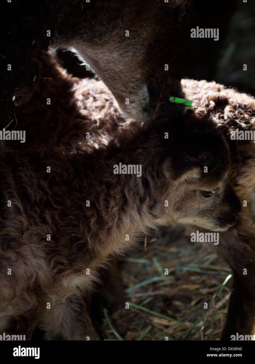 The Soay sheep is a primitive breed of domestic sheep descended from a ...