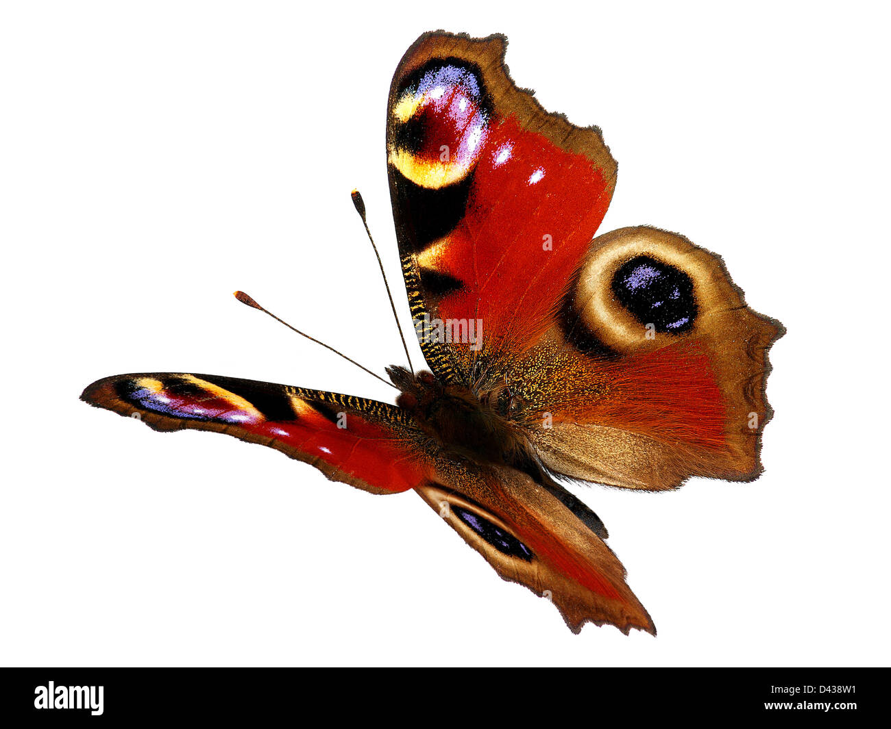 Butterfly in flight hi-res stock photography and images - Alamy