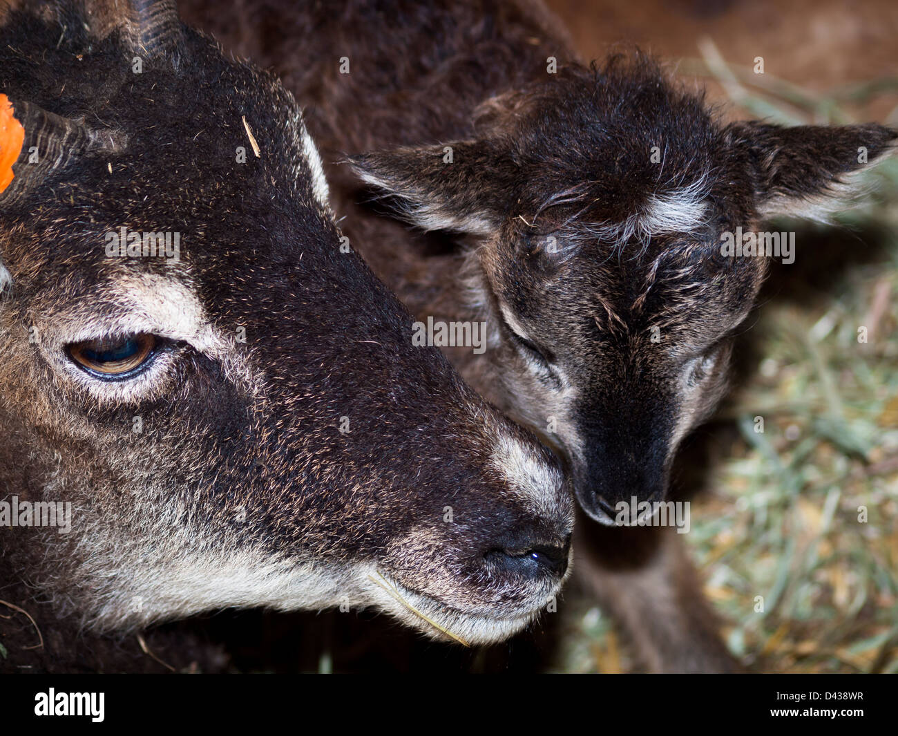The Soay sheep is a primitive breed of domestic sheep descended from a ...