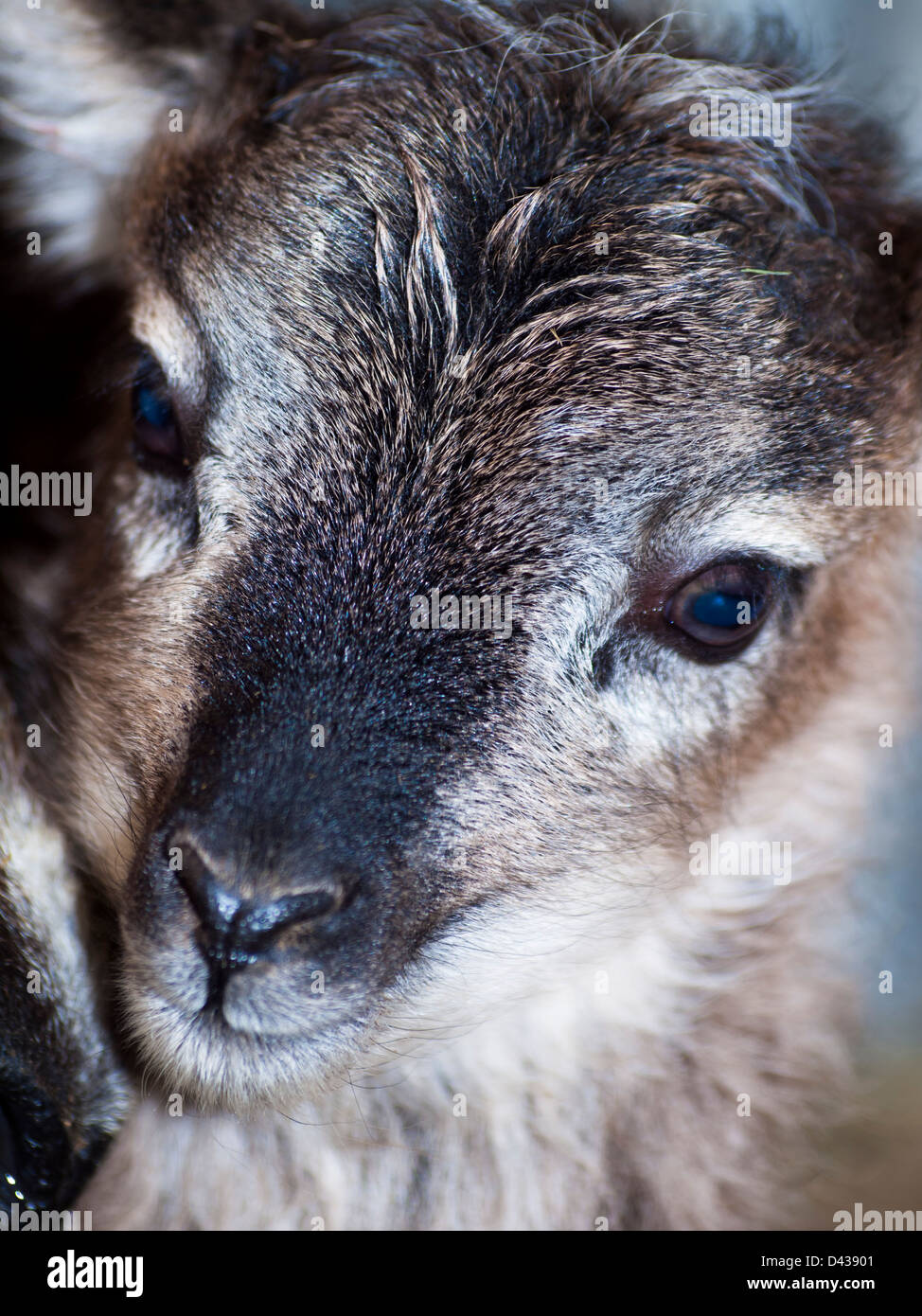 The Soay sheep is a primitive breed of domestic sheep descended from a ...