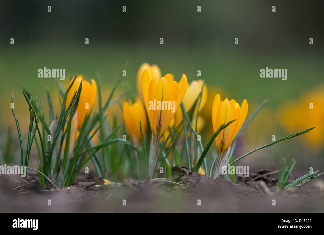 YELLOW GIANT DUTCH CROCUSES (CROCUS VERNUS Stock Photo - Alamy