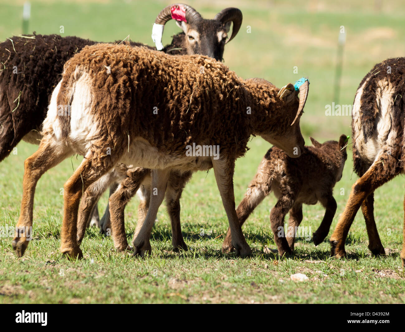 The Soay sheep is a primitive breed of domestic sheep descended from a ...