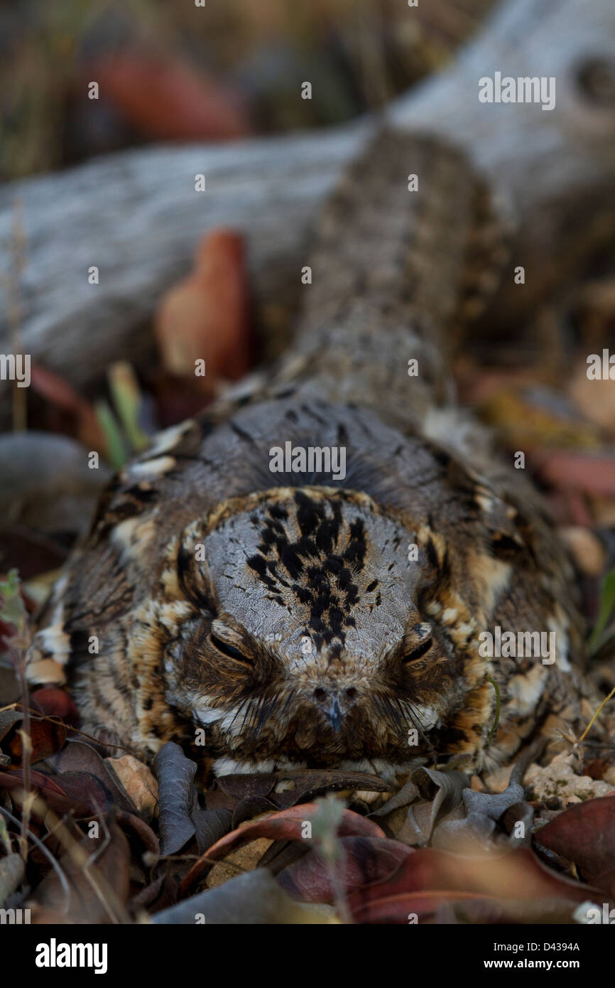 Nightjar hi-res stock photography and images - Alamy