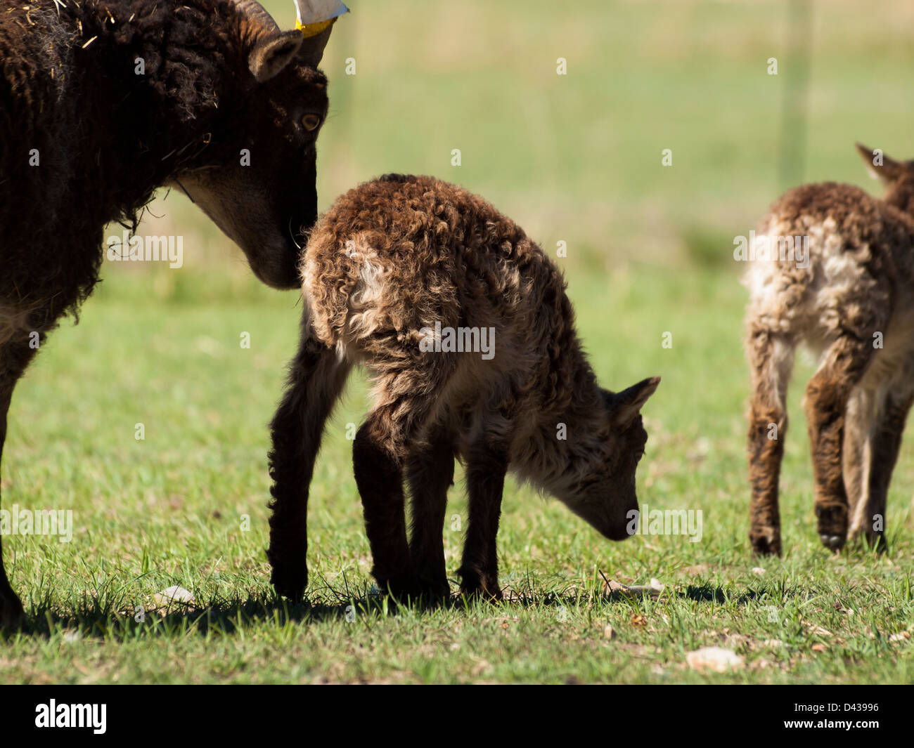 The Soay sheep is a primitive breed of domestic sheep descended from a ...