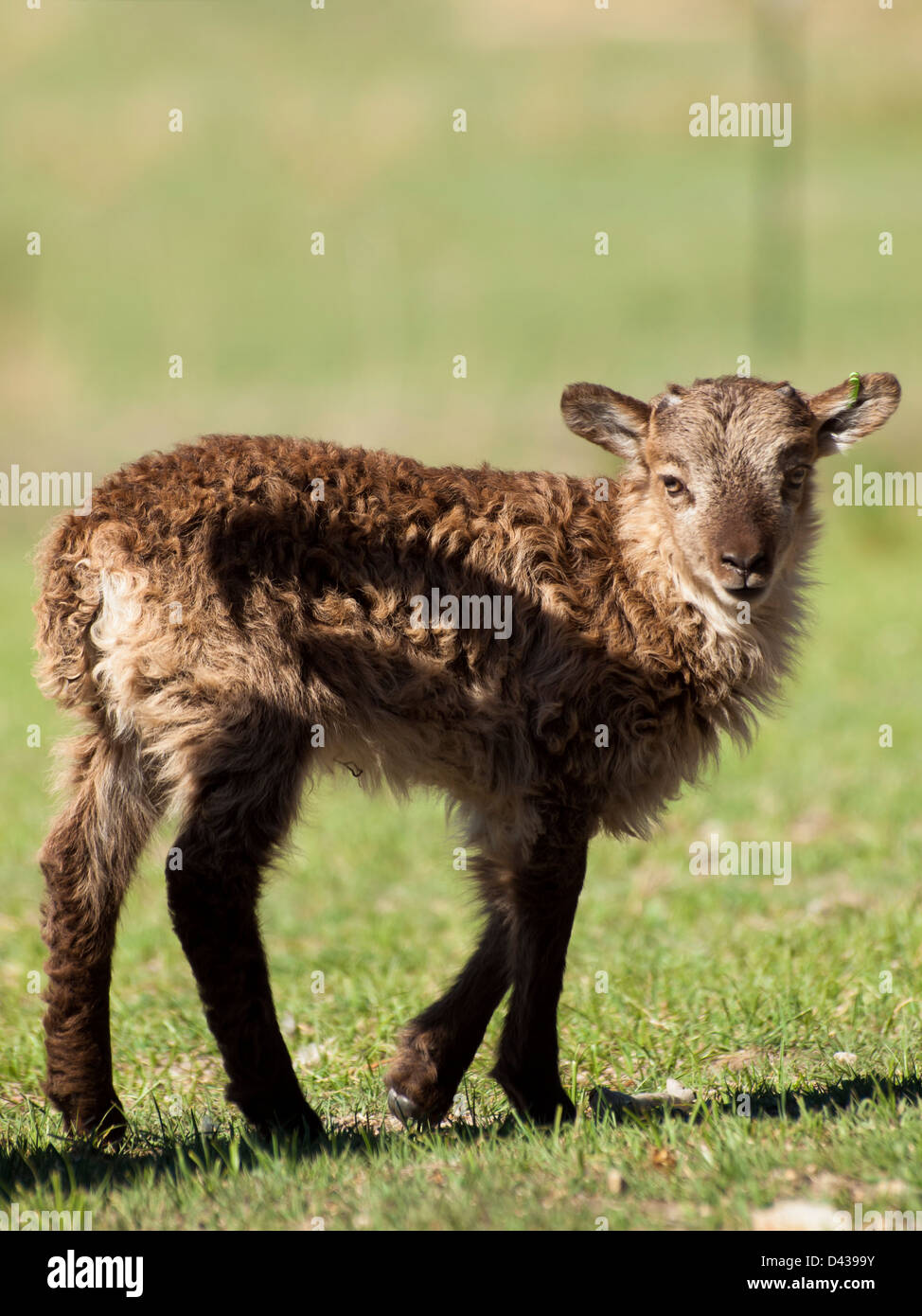 The Soay sheep is a primitive breed of domestic sheep descended from a ...