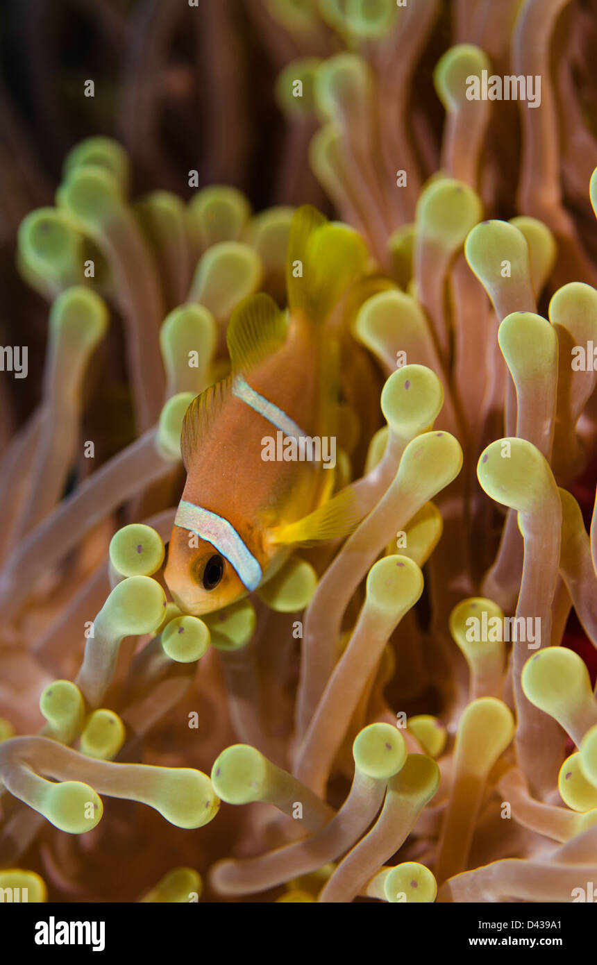 Red sea anemone hi-res stock photography and images - Alamy