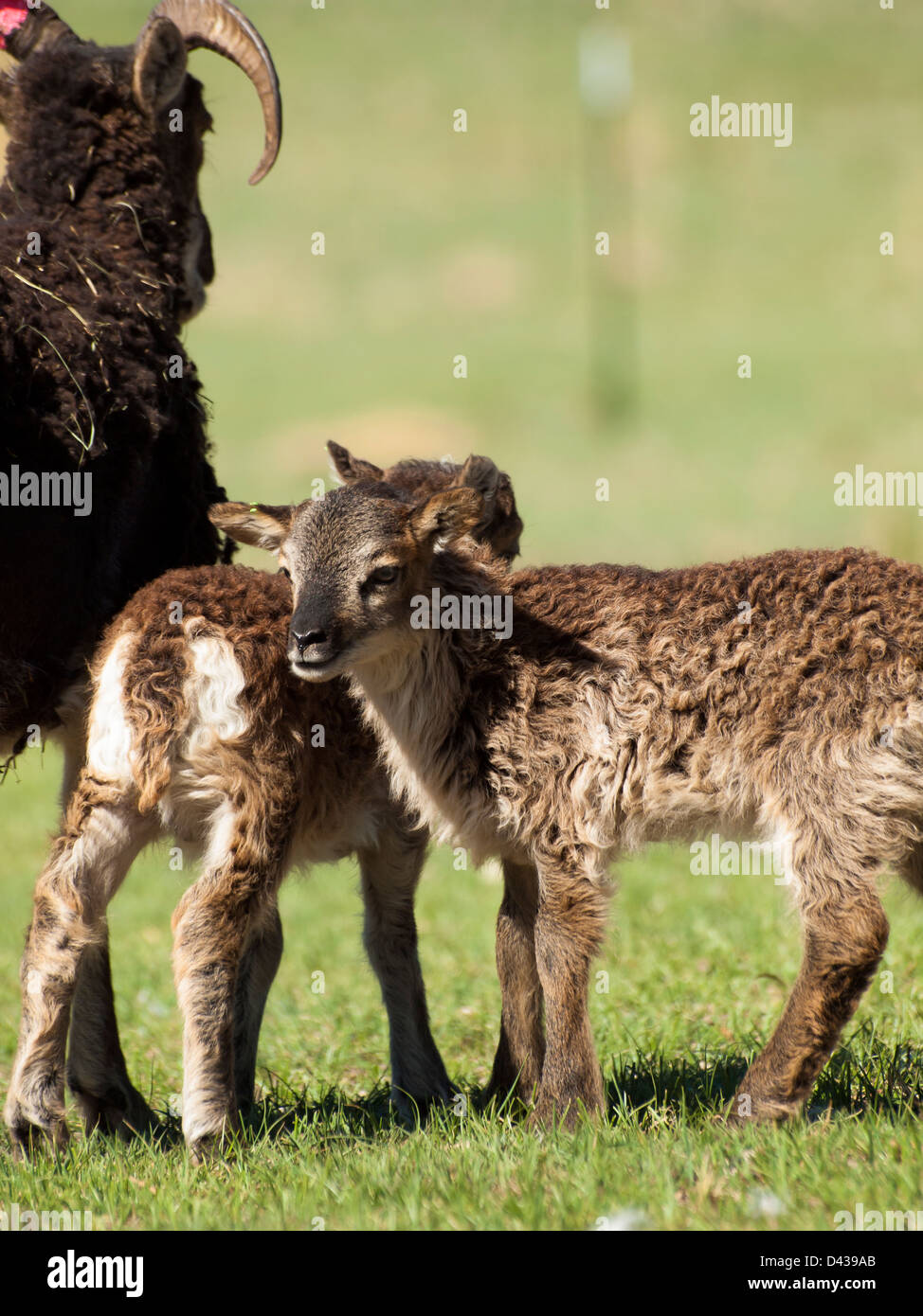 The Soay sheep is a primitive breed of domestic sheep descended from a ...