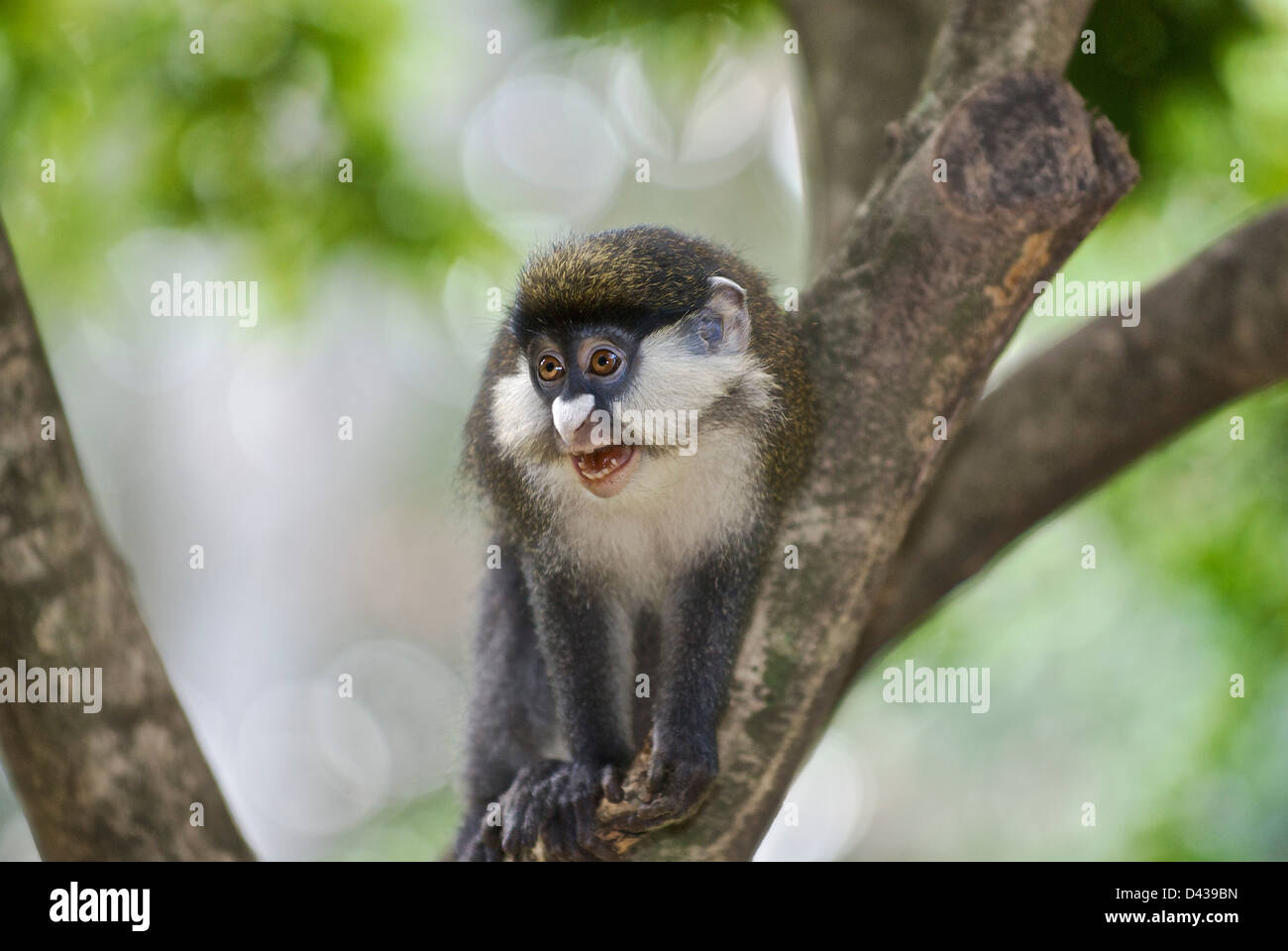 Red-Tailed Monkey, Cercopithecus ascanius. Confronting another monkey ...