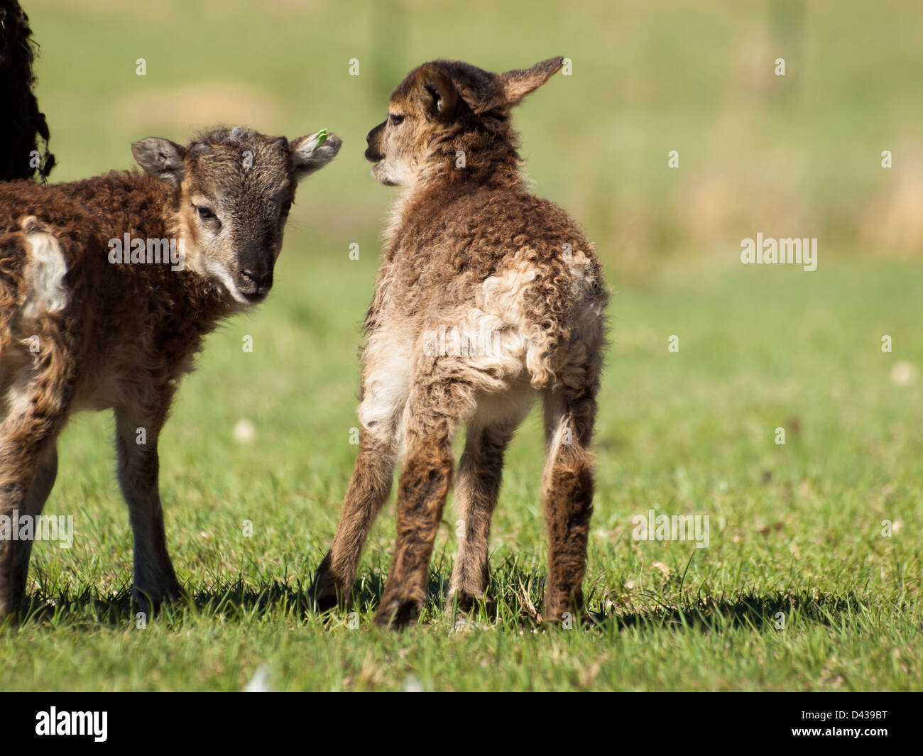 The Soay sheep is a primitive breed of domestic sheep descended from a ...