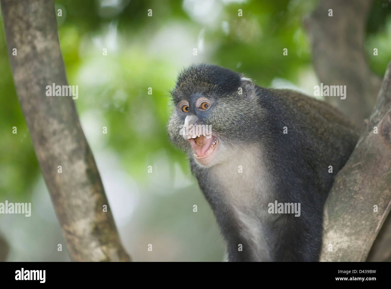 Red-Tailed Monkey, Cercopithecus ascanius. Vocalizing in a territorial ...