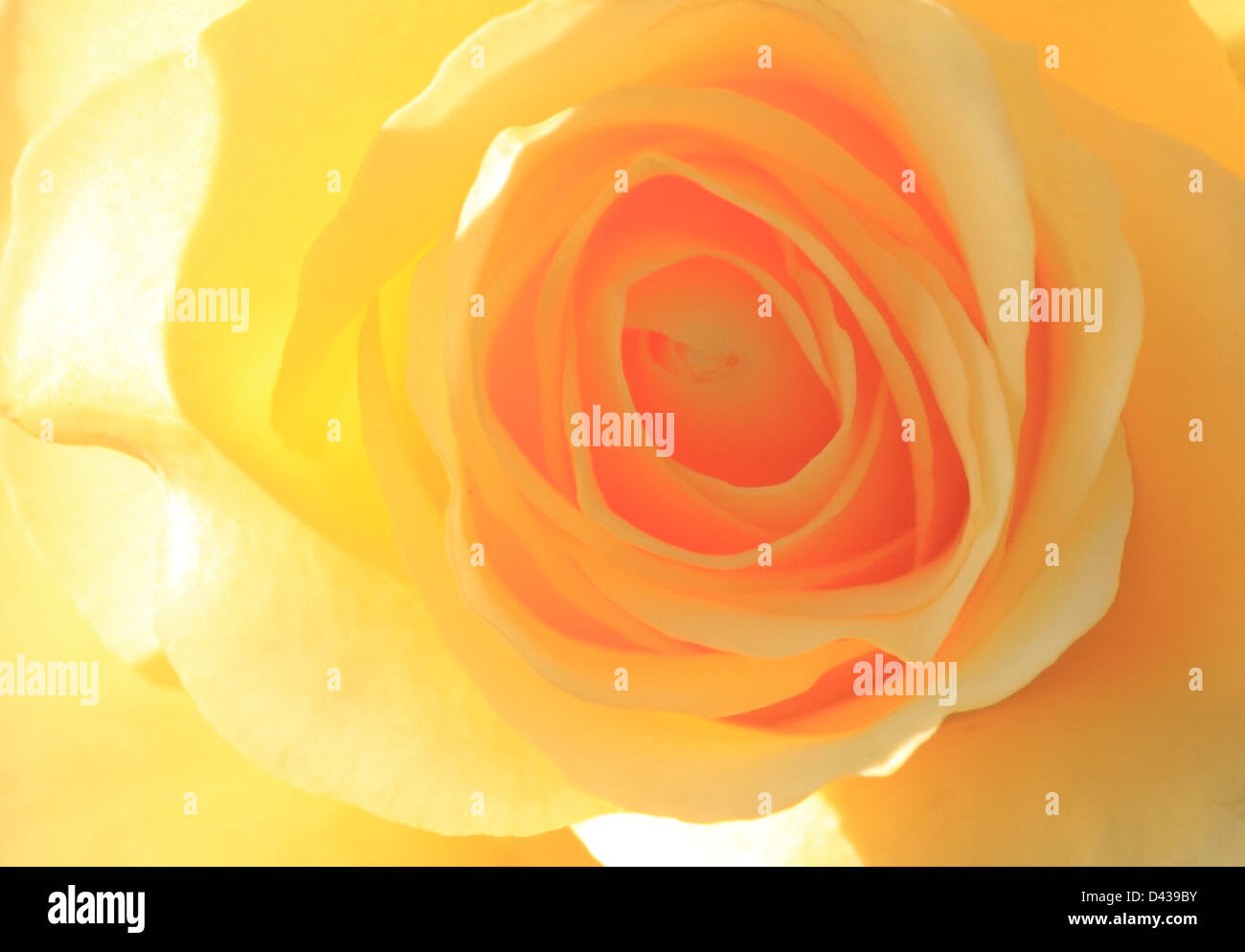 Yellow rose, a beautiful flower, representing joy, gladness, friendship ...