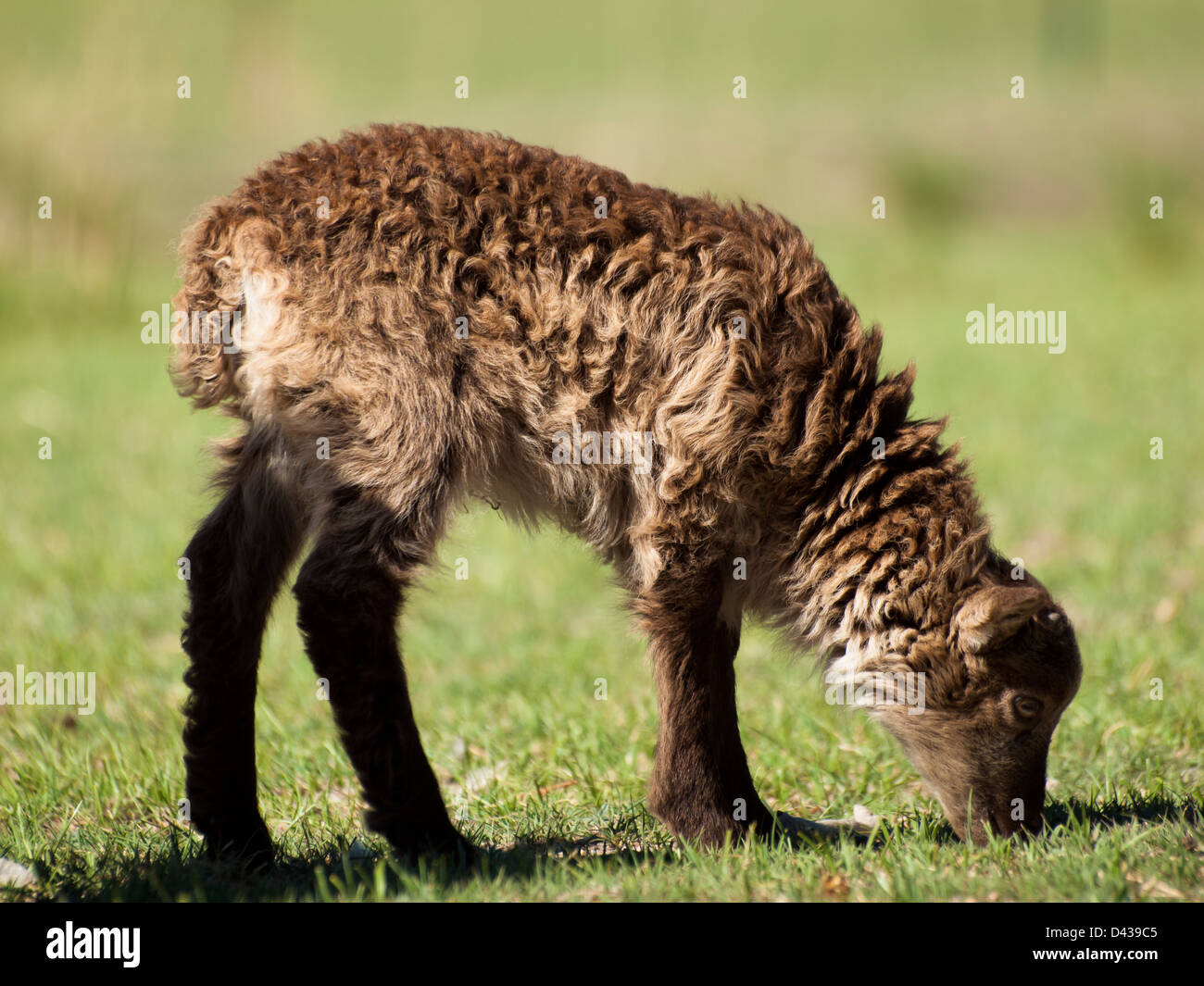 The Soay sheep is a primitive breed of domestic sheep descended from a ...