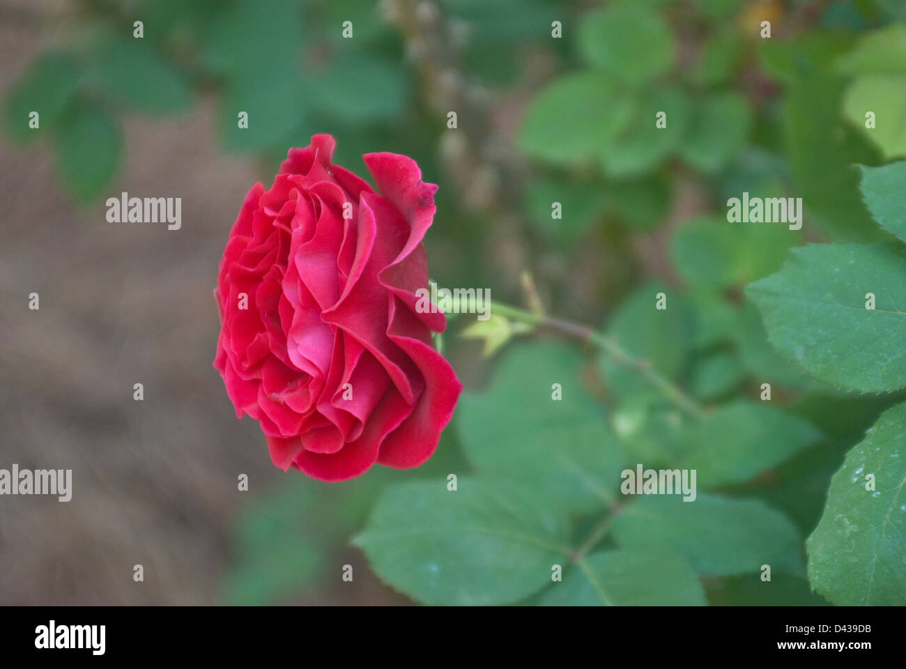 Red rose in a garden Stock Photo - Alamy
