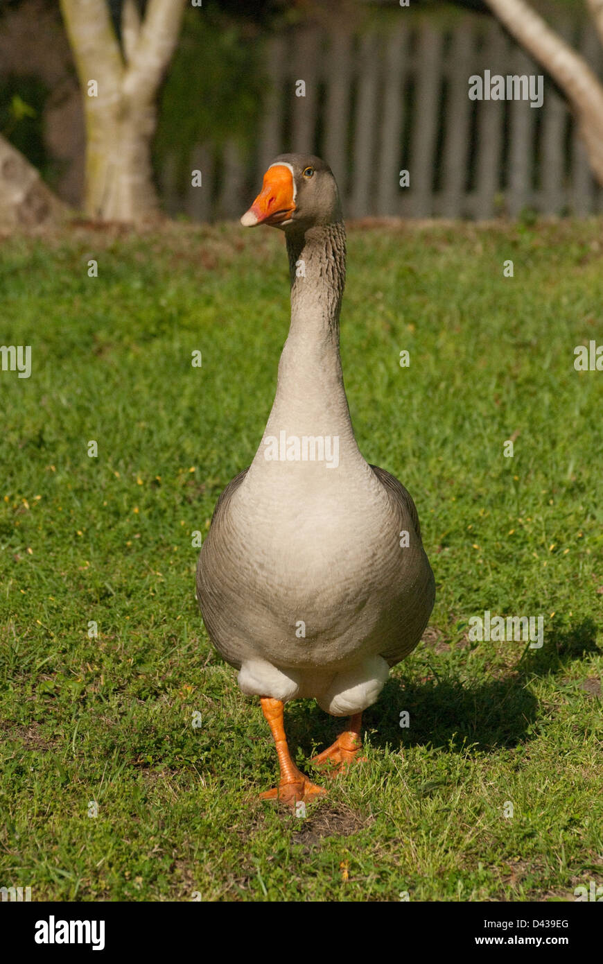 Greyland geese hi-res stock photography and images - Alamy